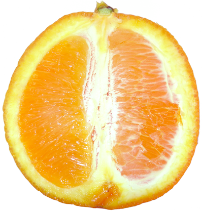 The image on the right shows the half of an orange cut from top to ...